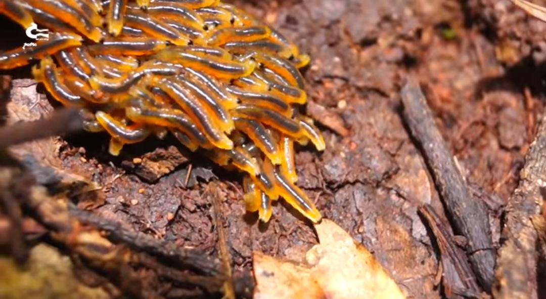 Sepuluh Hewan yang Sangat Mematikan jika Berkoloni - Malang Times