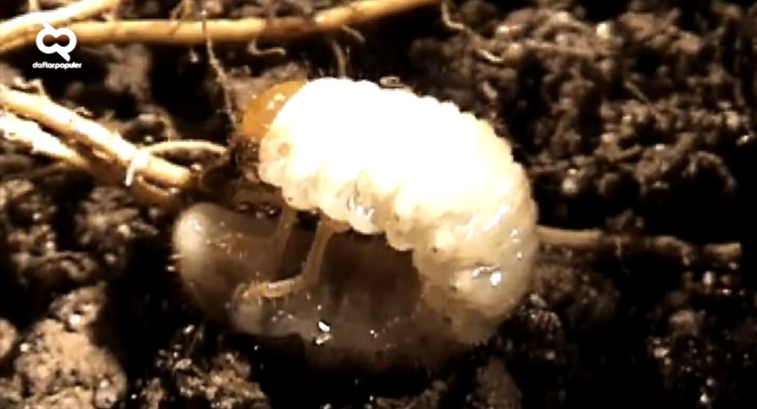 Sepuluh Hewan yang Sangat Mematikan jika Berkoloni - Malang Times