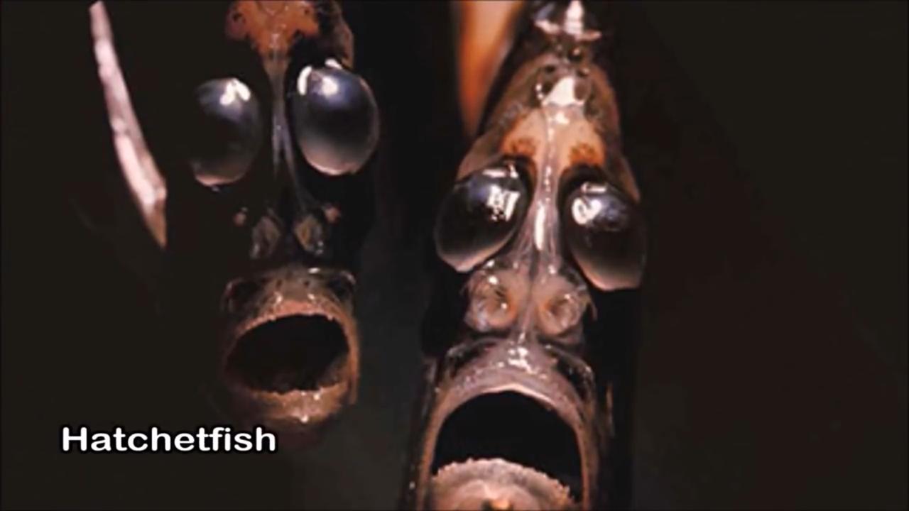 Ada yang Berumur Lebih dari 80 Juta Tahun, Berikut Sederet Makhluk ...