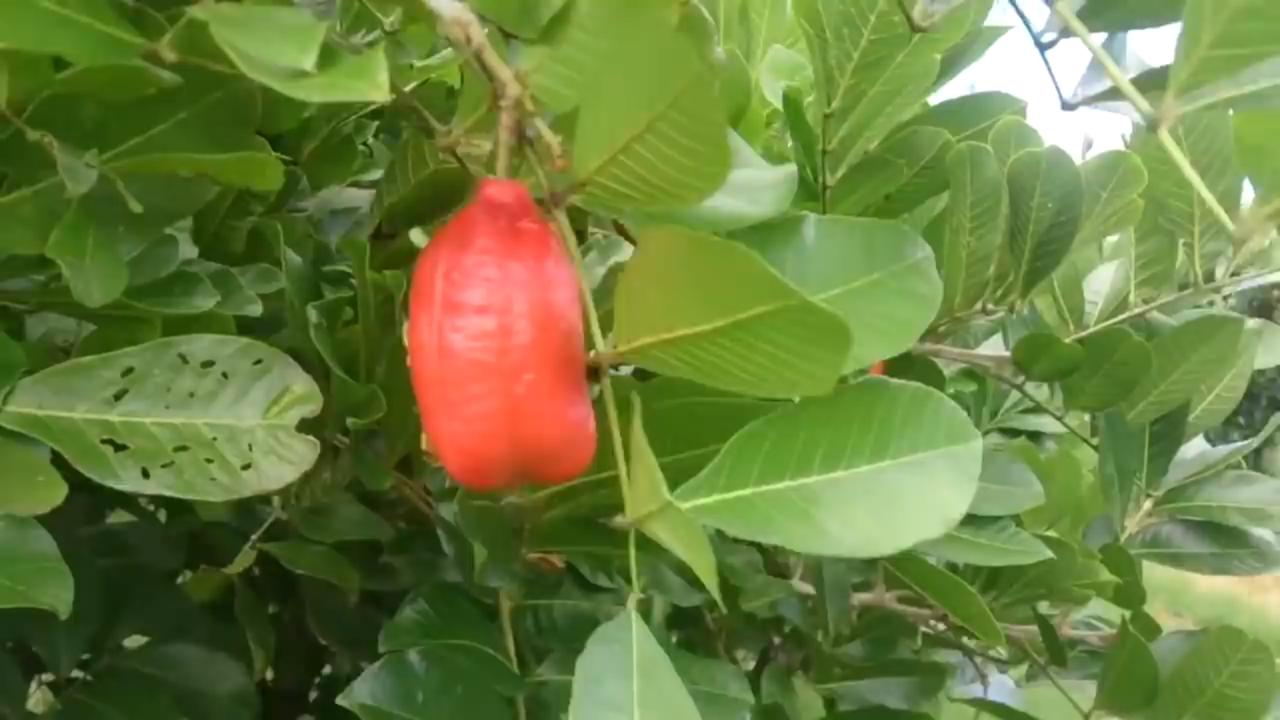 Awas, Buah Yang Sering Kita Konsumsi Ternyata Mengandung Racun ...