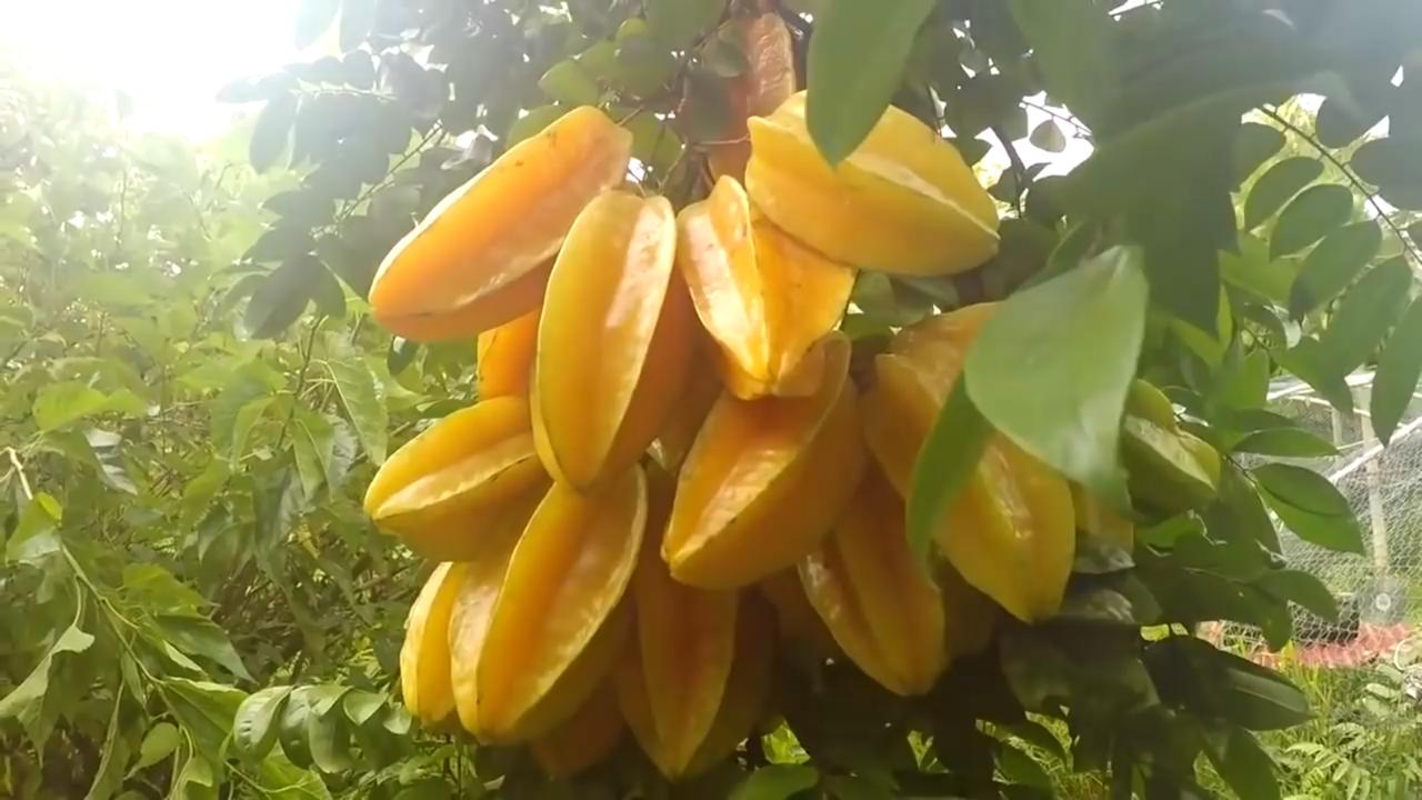 Awas, Buah Yang Sering Kita Konsumsi Ternyata Mengandung Racun ...