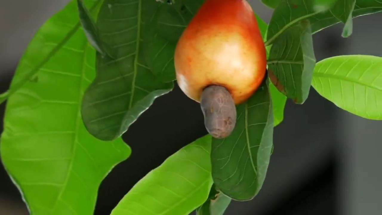 Awas, Buah Yang Sering Kita Konsumsi Ternyata Mengandung Racun ...