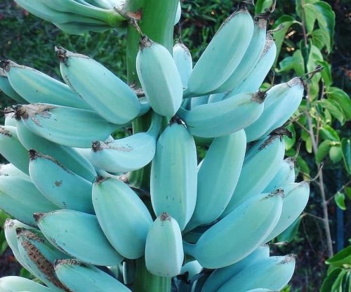 'Blue Java Banana', Pisang Biru Rasa Es Krim Vanilla? Seperti Apa Ya ...