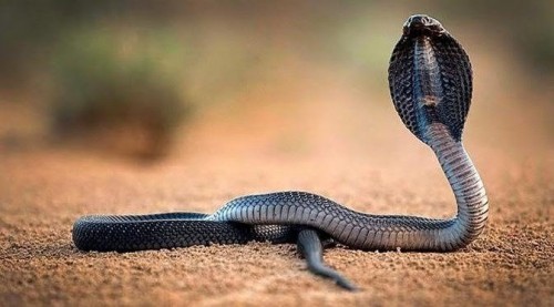 Ramai Diperbincangkan, Berikut Beberapa Fakta Menarik tentang Ular ...