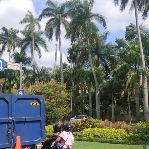 Ikon sejak Zaman Belanda, DLH Kota Malang Ganti Palm Raja yang Rusak ...