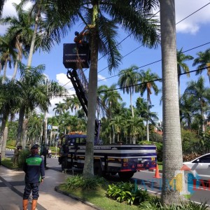 Jaga Estetika Keindahan Jalan Ijen, DLH Kota Malang Rapikan Pohon Palm ...