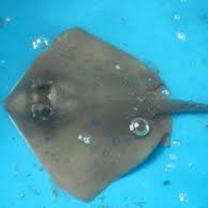 Viral Nelayan yang Tangkap Ikan Pari Air Tawar Raksasa di Sumsel, Lihat ...