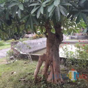 Manfaat Pohon 'Angker' Pule, Kini Banyak Diburu Orang | MalangTIMES
