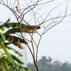 Aviary Terbesar di Dunia yang Ada di Indonesia Didatangi Jutaan Burung ...