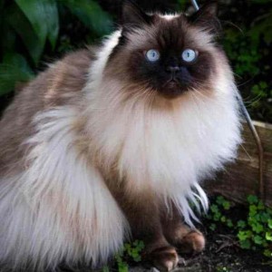 Ingin Pelihara Kucing Himalaya? Ketahui Fakta Unik dan Tips Merawatnya ...