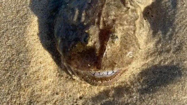 Viral Temuan Ikan Aneh, Punya Deretan Gigi seperti Manusia | Batu TIMES