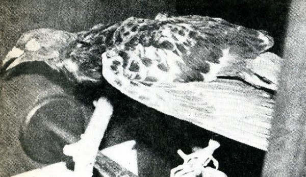 Kisah Heroik Burung Merpati yang Jadi Pahlawan di Indonesia dan Amerika ...