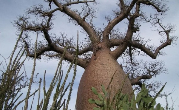 Baobab Bisa Hidup hingga 5 Ribu Tahun, Dipuja Orang Afrika Sebagai ...