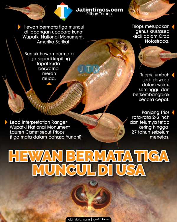 Hanya Ada di Musim Hujan, Ratusan Hewan Mata 3 Muncul di Amerika ...