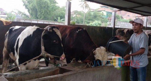Dispangtan Kota Malang Sebut Sapi di Kota Malang tidak Ada yang ...