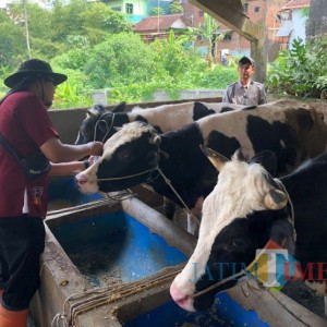 150 Sapi di Kota Malang Suspek PMK, Tersebar di 4 Kelurahan ini ...
