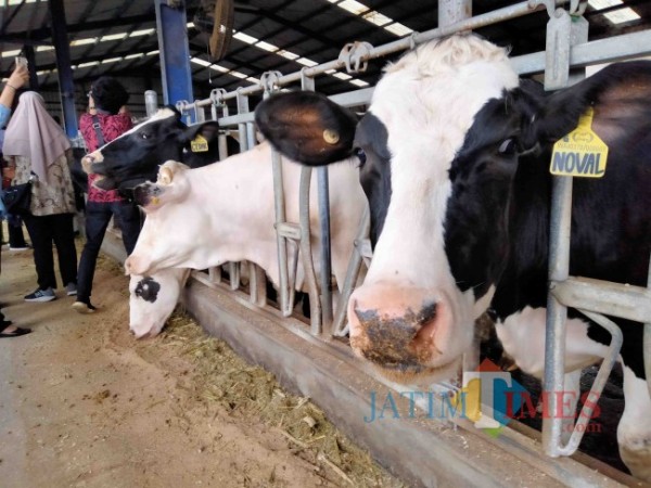 Imbas Wabah PMK, KOP SAE Pujon Merugi hingga Rp 3 Miliar | MalangTIMES