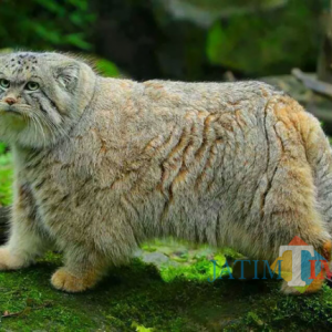 Unik, Pallas Cat atau Kucing Introvert yang Senang Menyendiri | MalangTIMES