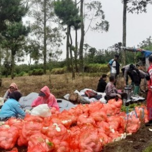 Harga Sayur Murah, Lintas Komunitas Bantu Petani Kota Batu Panen Sayur ...