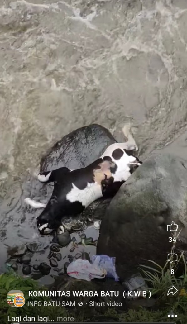Viral, Pembuangan Bangkai Sapi di Sungai Konto Pujon Bikin Resah Warga ...
