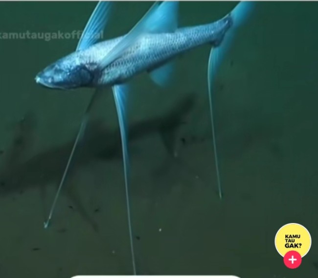 Hewan Laut Unik Ikan Tripod, Bisa Berdiri dengan tiga Kaki